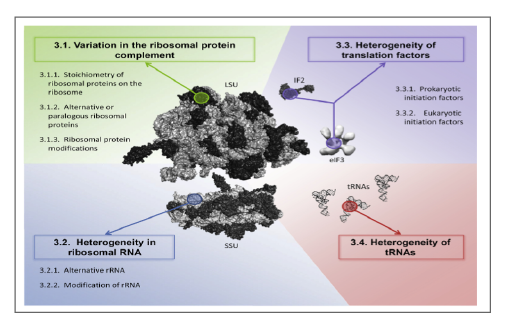 Ribosome Plasticity & Heterogeneous Ribosomes | Oeffinger Lab