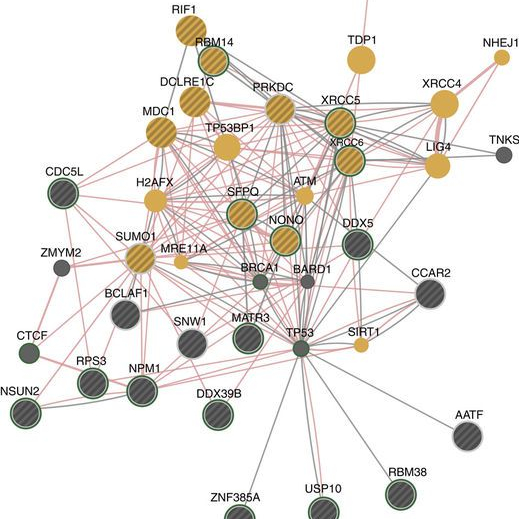 RNA Binding Proteins & genome integrity | Oeffinger Lab