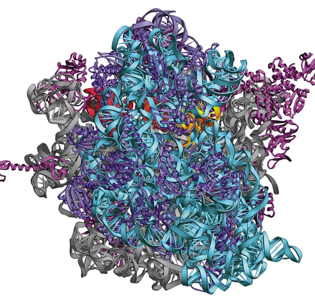 Ribosome Plasticity & Heterogeneous Ribosomes | Oeffinger Lab